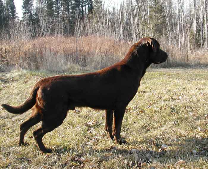 Chocolate Labrador Retriever stud Jims Big Deke