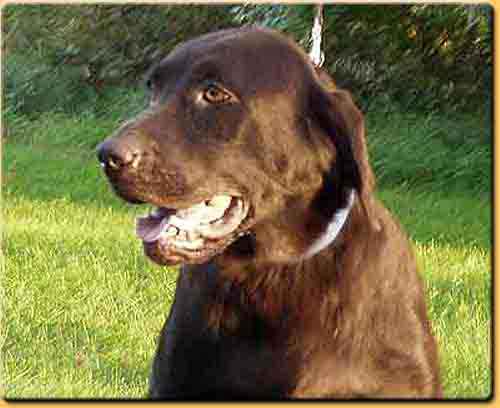 Chocolate Labrador Retrievers at Stargate Kennels